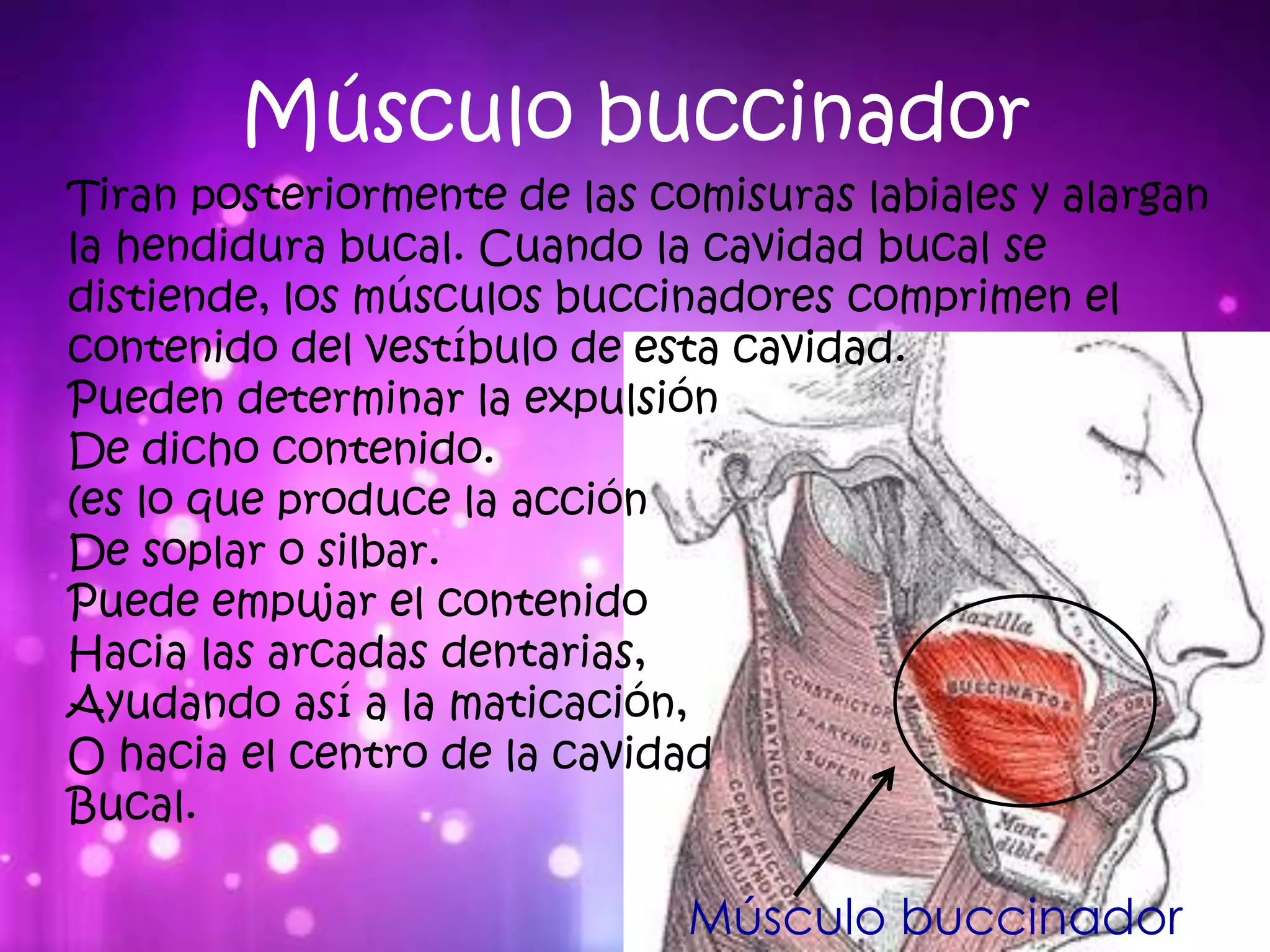 MUSCULOS DE LA CARA | PPT