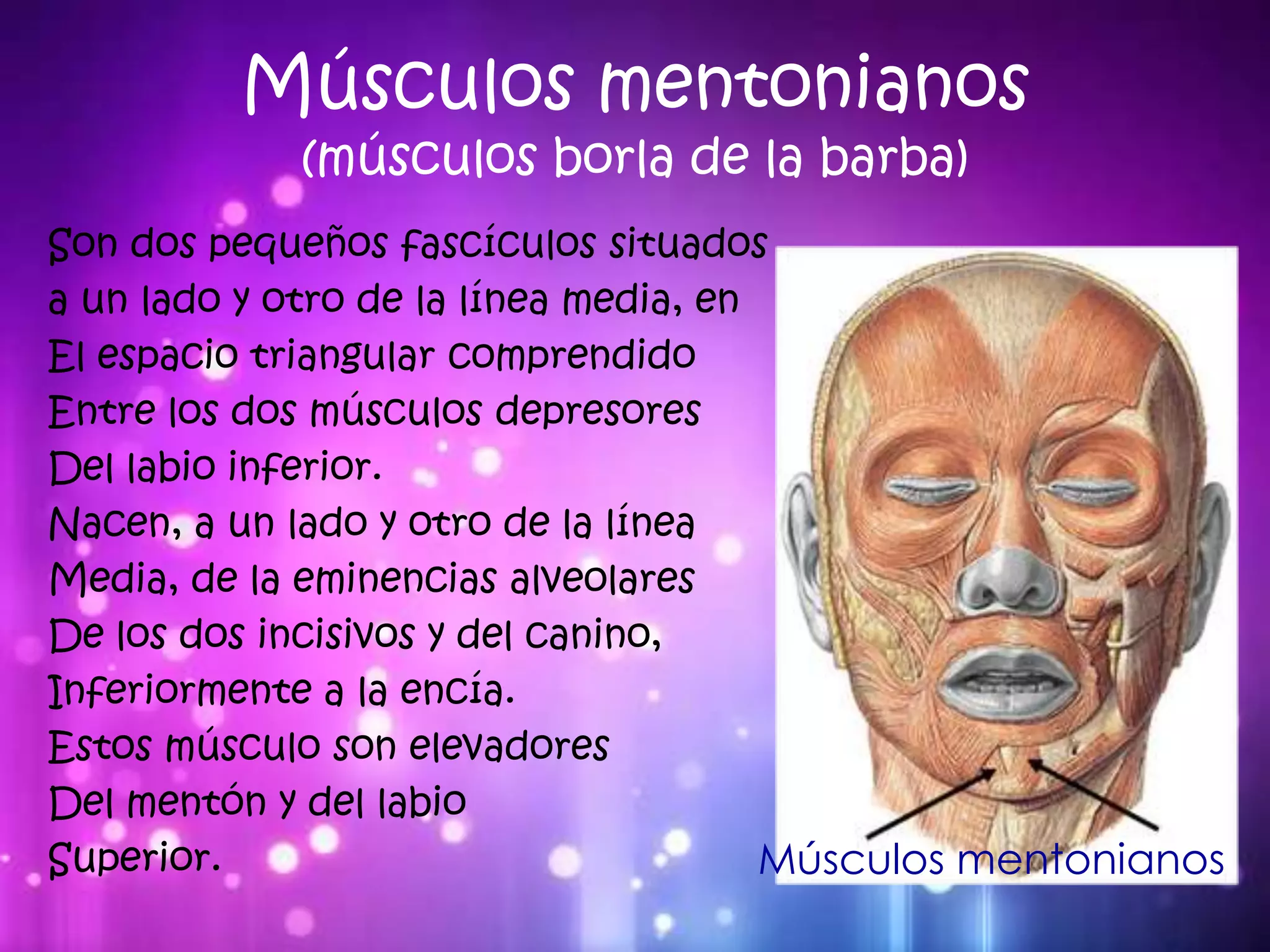 MUSCULOS DE LA CARA | PPT