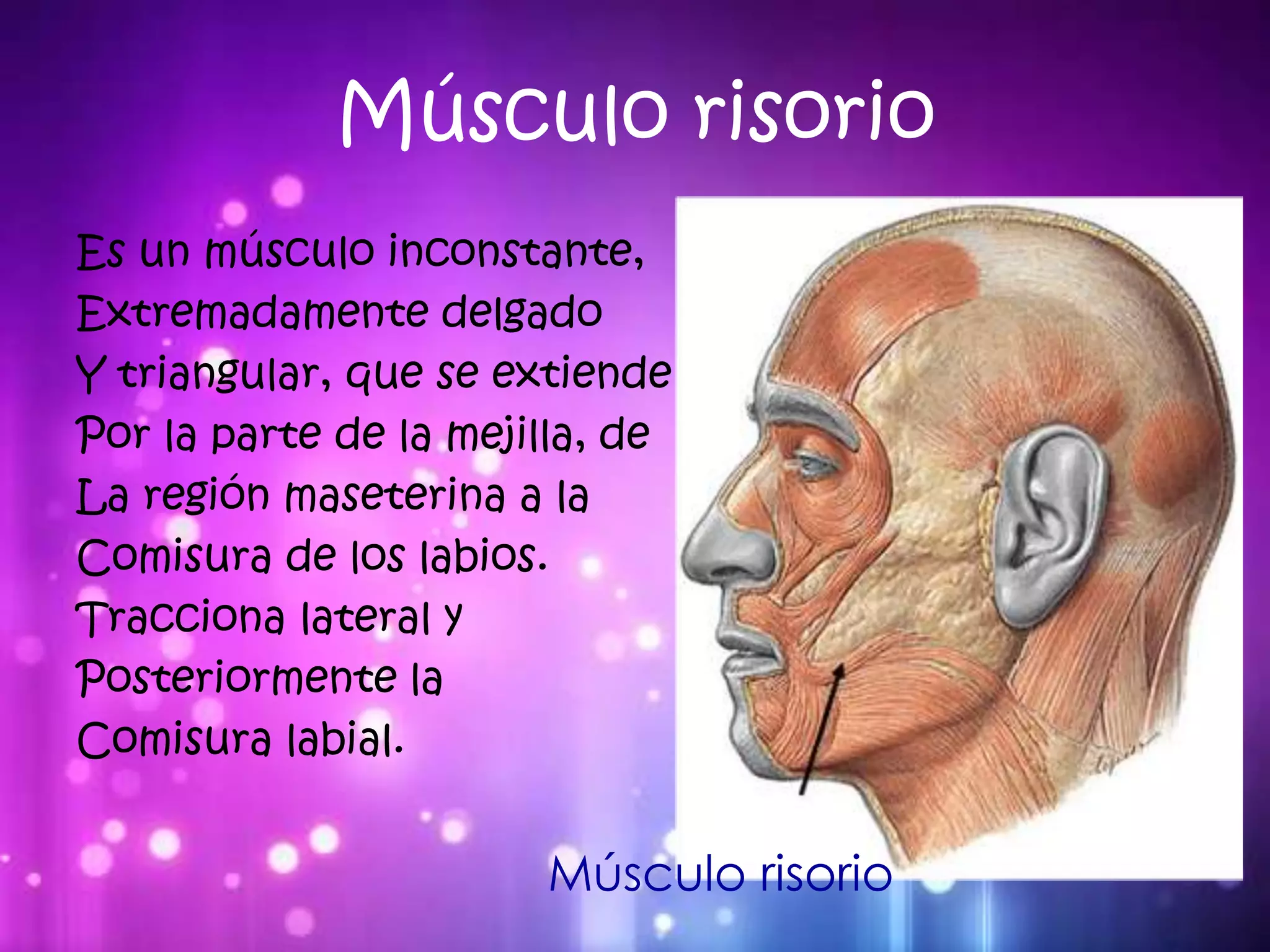 MUSCULOS DE LA CARA | PPT