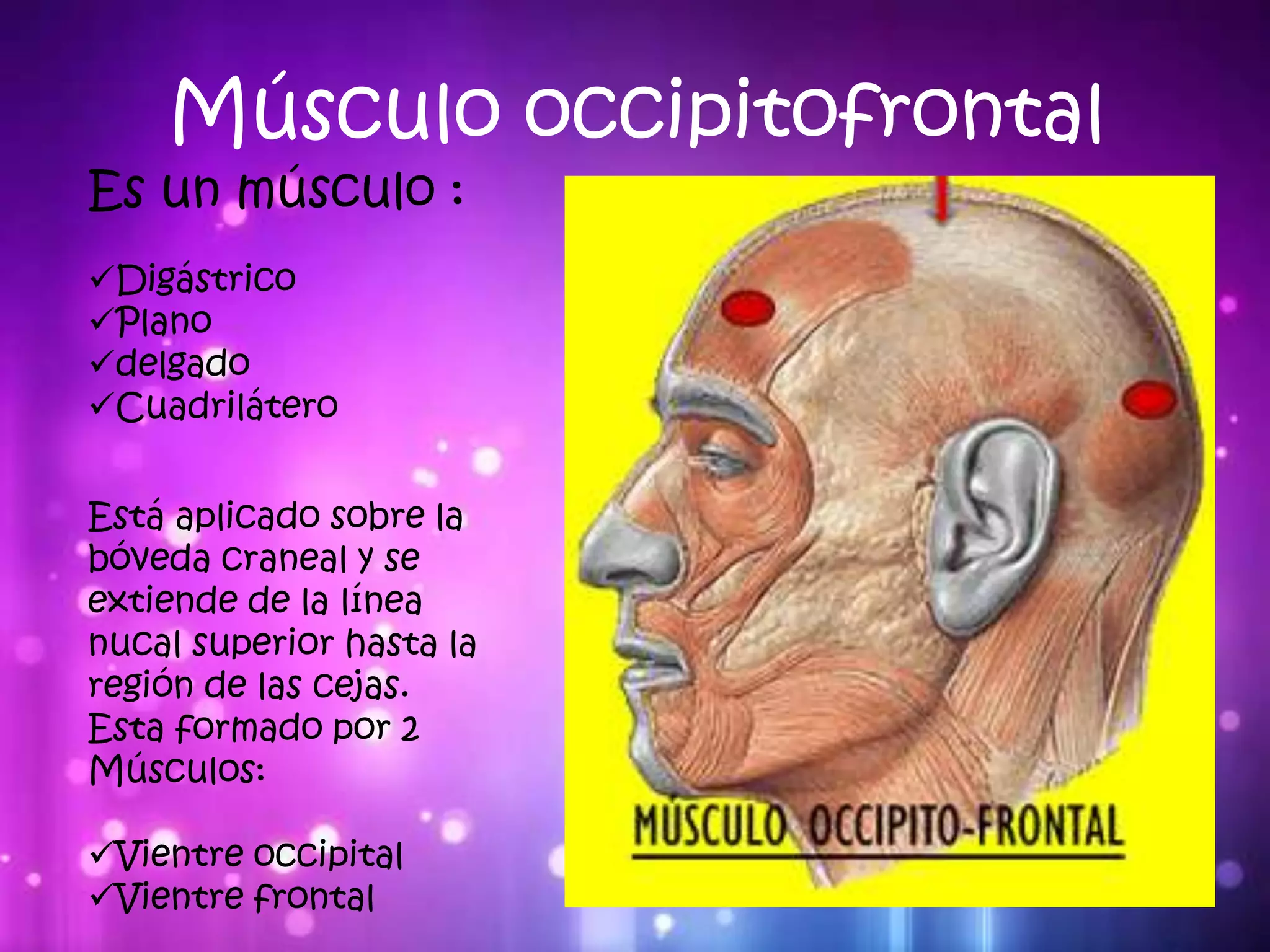 MUSCULOS DE LA CARA | PPT