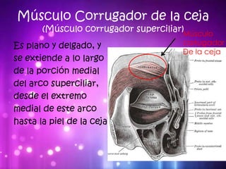MUSCULOS DE LA CARA | PDF