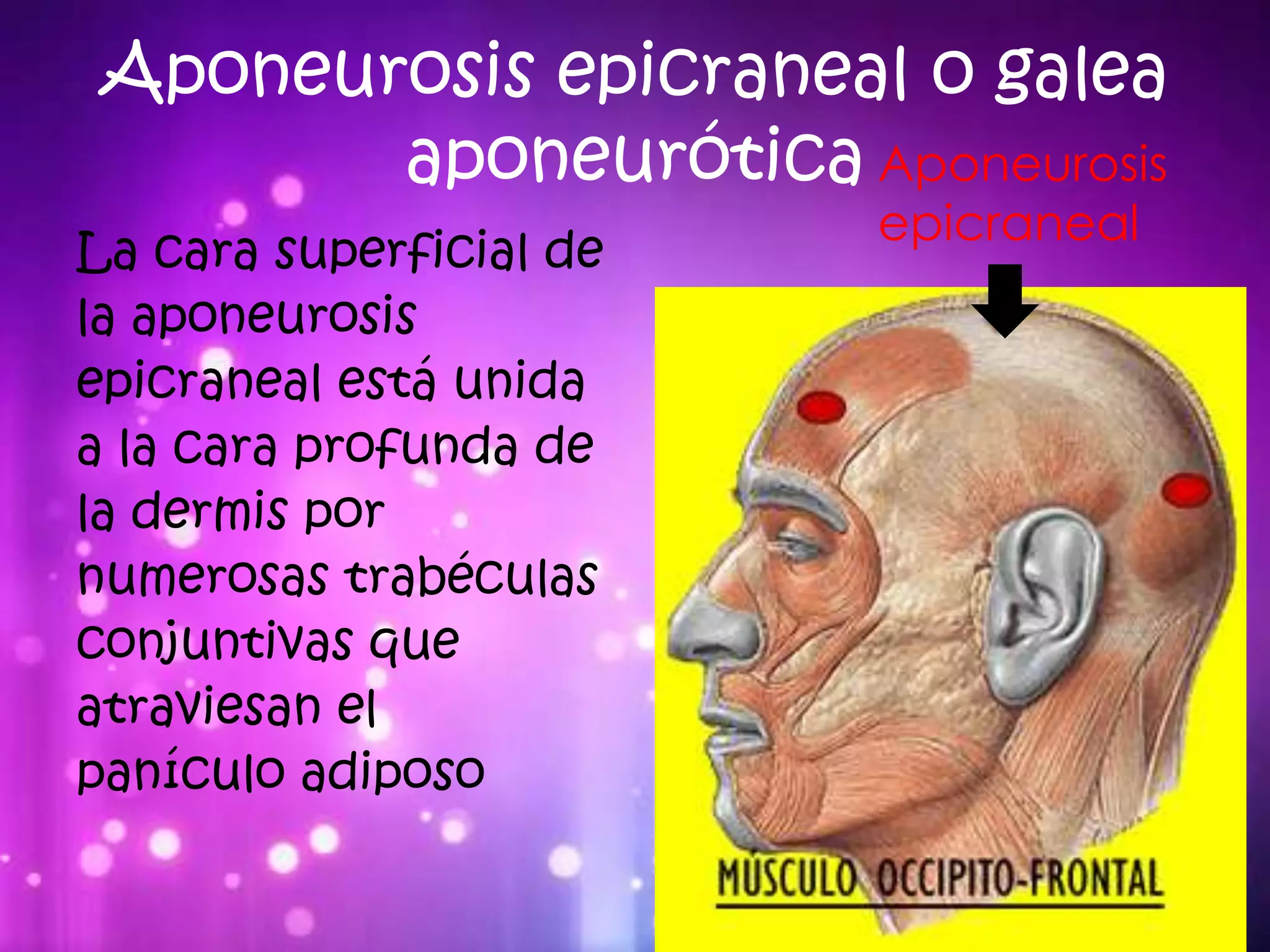Músculos de la cara | PPTX