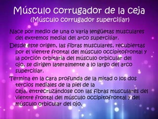 Músculos de la cara | PPTX
