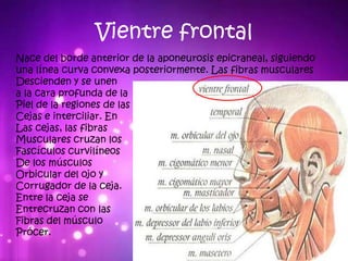 Músculos de la cara | PPTX