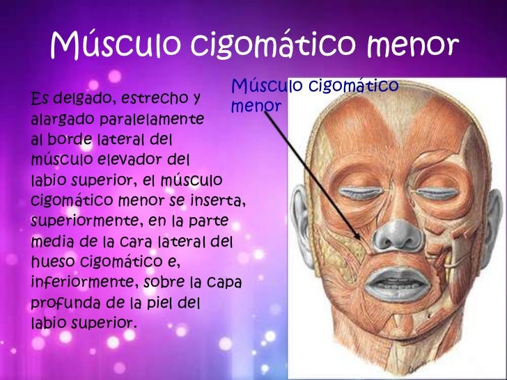 Músculos de la cara