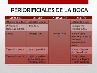 Músculos de la expresión facial | PPTX