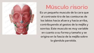 músculos de la expresión facial estudio de la anatomía | PDF