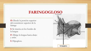 Músculos de la Lengua | PPTX | Ear, Nose and Throat Conditions ...