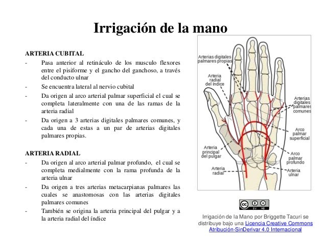 Músculos de la mano