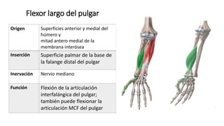 MÚSCULOS DE LA MANO.pptx