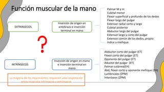 MÚSCULOS DE LA MANO.pptx