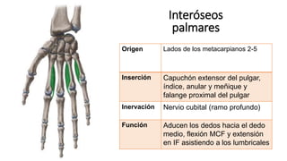 MÚSCULOS DE LA MANO.pptx