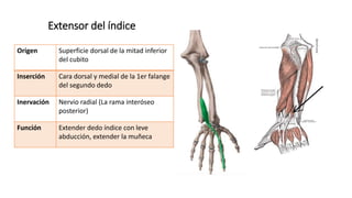 MÚSCULOS DE LA MANO.pptx