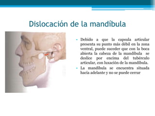 Músculos de la masticación, mandíbula y artería | PPTX