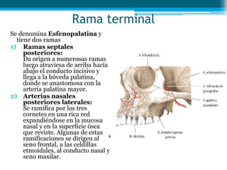 Músculos de la masticación, mandíbula y artería | PPTX