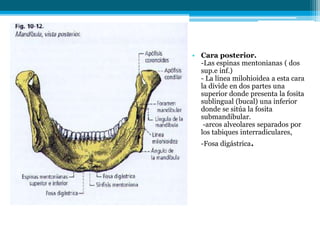 Músculos de la masticación, mandíbula y artería | PPTX