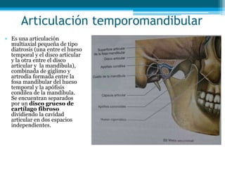 Músculos de la masticación, mandíbula y artería | PPTX