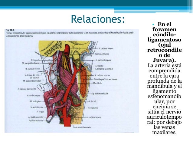Músculos de la masticación, mandíbula y artería