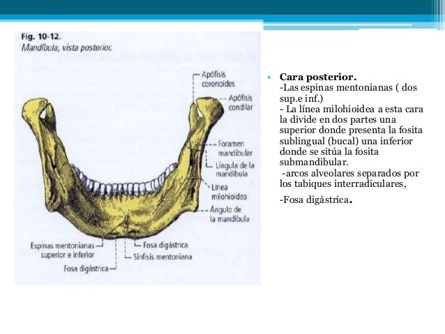Músculos de la masticación, mandíbula y artería