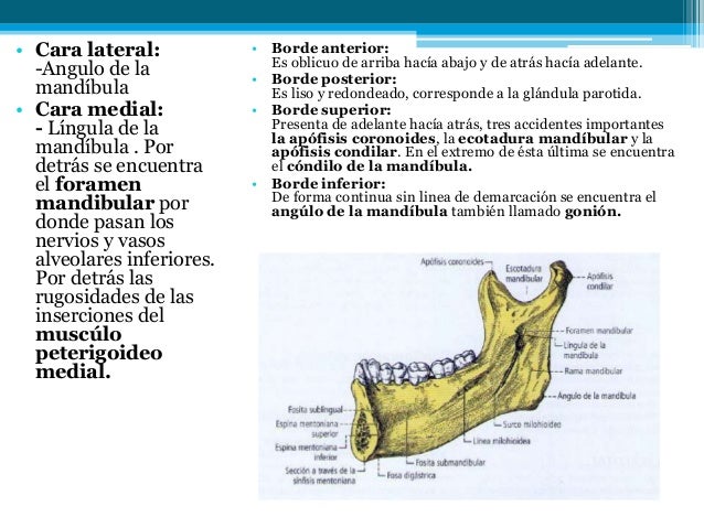 Músculos de la masticación, mandíbula y artería