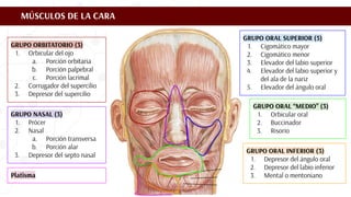 Anatomía de los músculos de la mímica facial | PDF