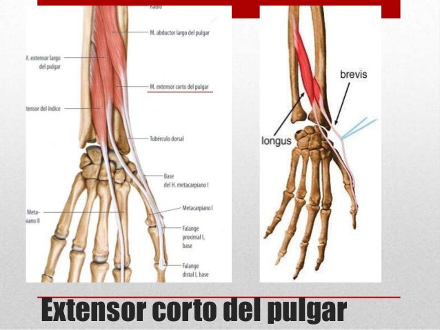 Músculos del antebrazo