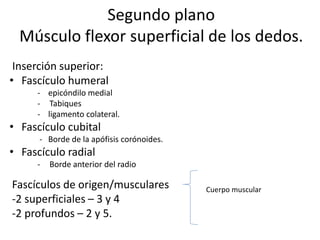 Músculos del antebrazo: REGION ANTERIOR (557-568) | PPTX