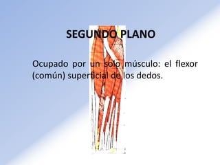 Músculos del antebrazo compartimiento anterior rm9 | PPTX