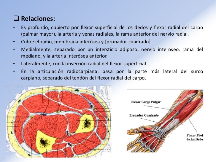 Músculos del antebrazo compartimiento anterior rm9