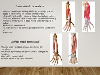 MÚSCULOS DEL ANTEBRAZO EXPO.pptx