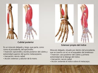 MÚSCULOS DEL ANTEBRAZO EXPO.pptx