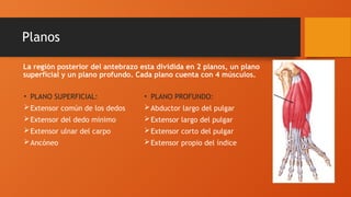 Músculos del antebrazo región posterior.pptx