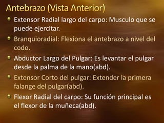 Músculos del antebrazo y mano | PPTX