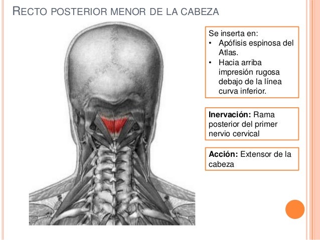 Músculos de la nuca