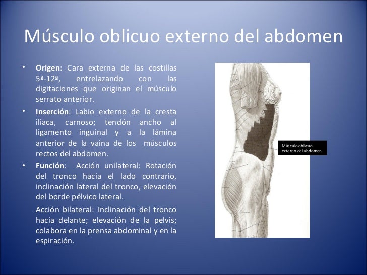 Músculos de la pared abdominal