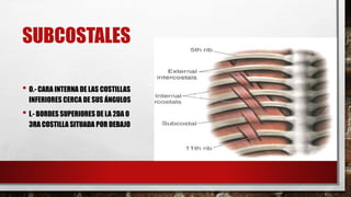 Músculos de la pared torácica y abdomen | PPTX