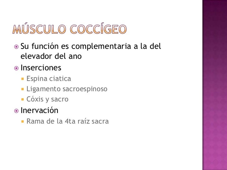 MúSculos De La Pelvis