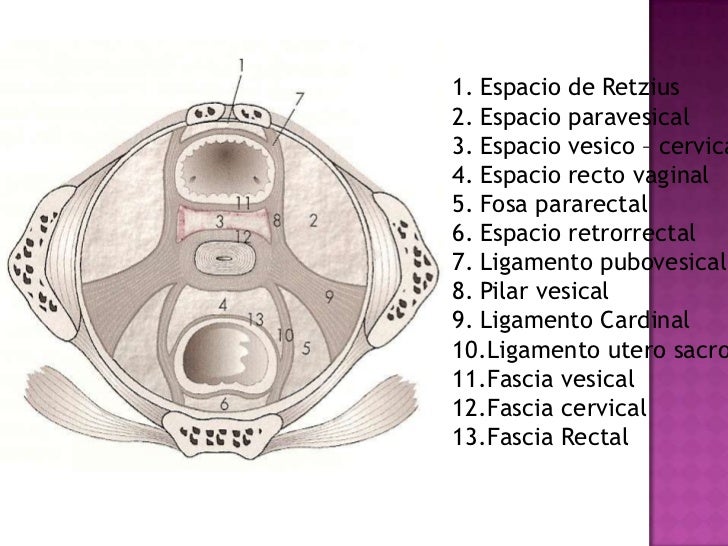 MúSculos De La Pelvis