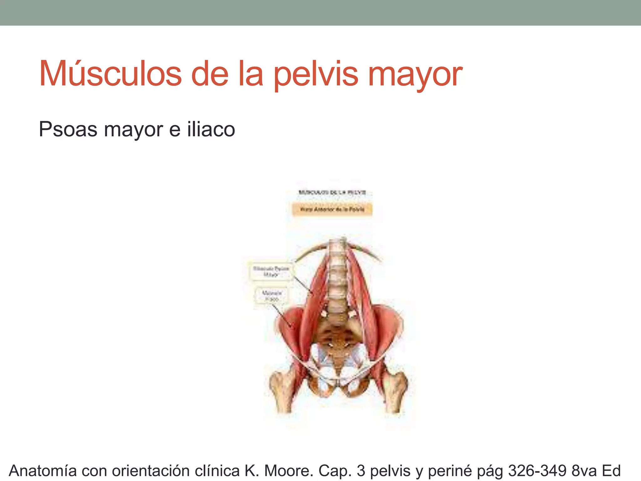 músculos de la pelvis .pptx