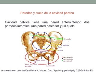 músculos de la pelvis .pptx