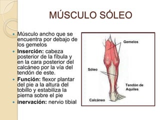 Músculos de la pierna | PPTX