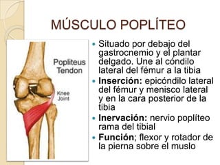 Músculos de la pierna | PPTX