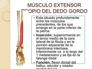 Músculos de la pierna | PPTX