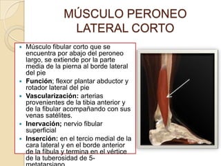 Músculos de la pierna | PPTX