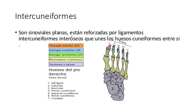 Músculos de la pierna,inervación y articulaciones del pie.
