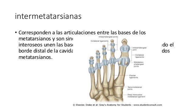 Articulaciones Del Pie