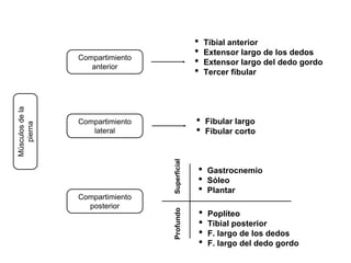 Músculos de la pierna | PDF