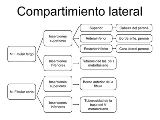 Músculos de la pierna | PDF
