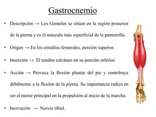 Músculos de la pierna | PPTX