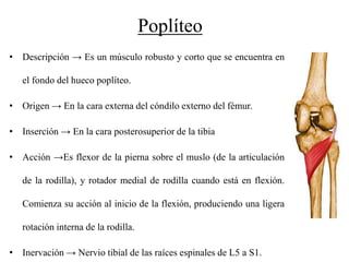 Músculos de la pierna | PPTX